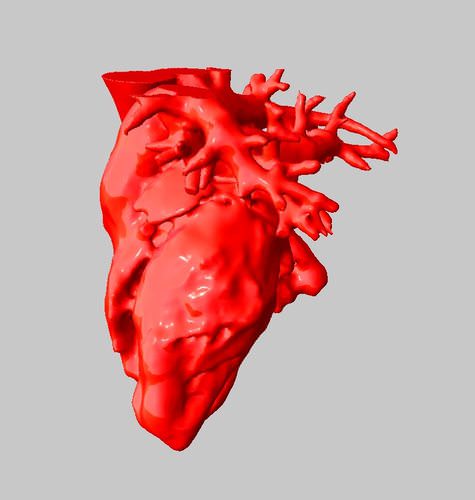 Anatomical Human Heart 3D Model 3D printable STL | CGTrader.com