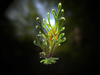 3D model Alien Plant Fern Type 4 VR / AR / low-poly | CGTrader