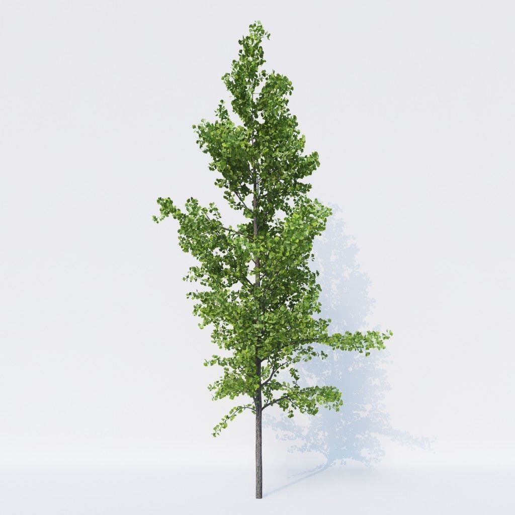 Generic Architectural Tree 3D | CGTrader