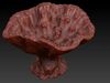 Sea Coral Scan 1 3D model | CGTrader