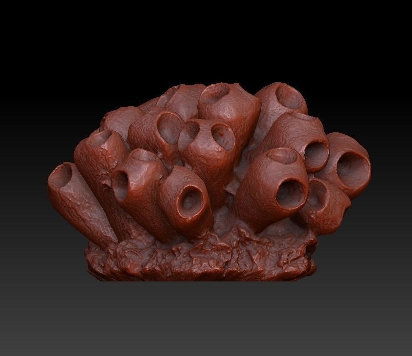 Sea Coral Scan 5 3D model | CGTrader