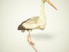 3D model Stork Photorealistic Posed VR / AR / low-poly | CGTrader