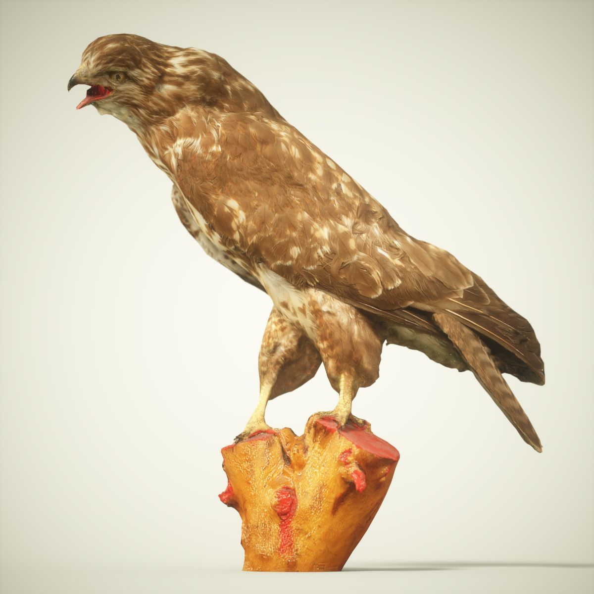 3D model Bird Photorealistic Posed VR / AR / low-poly | CGTrader