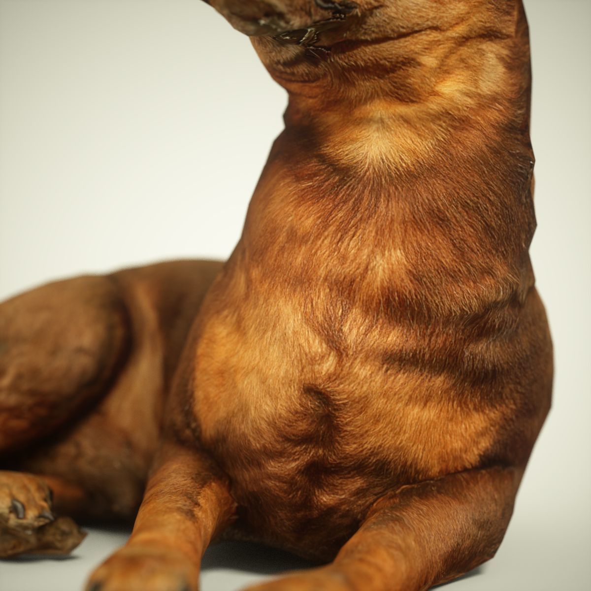3D model 36 Animal Models Master Collection VR / AR / low-poly | CGTrader