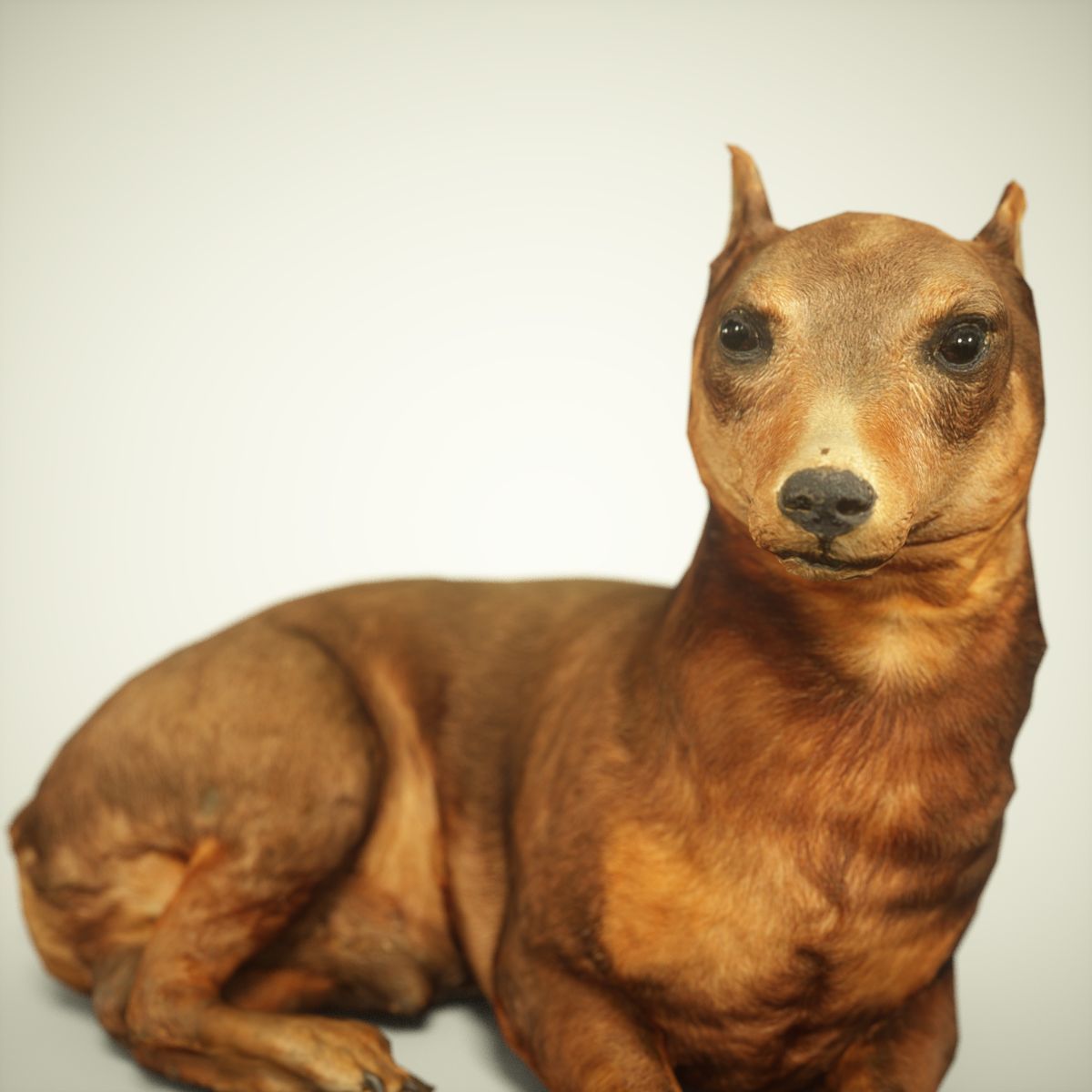 3D model 36 Animal Models Master Collection VR / AR / low-poly | CGTrader