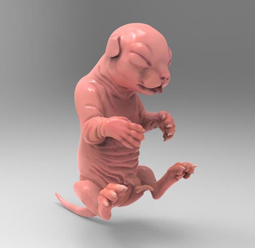 Fetal Kitten Cat Fetus 3D model | CGTrader