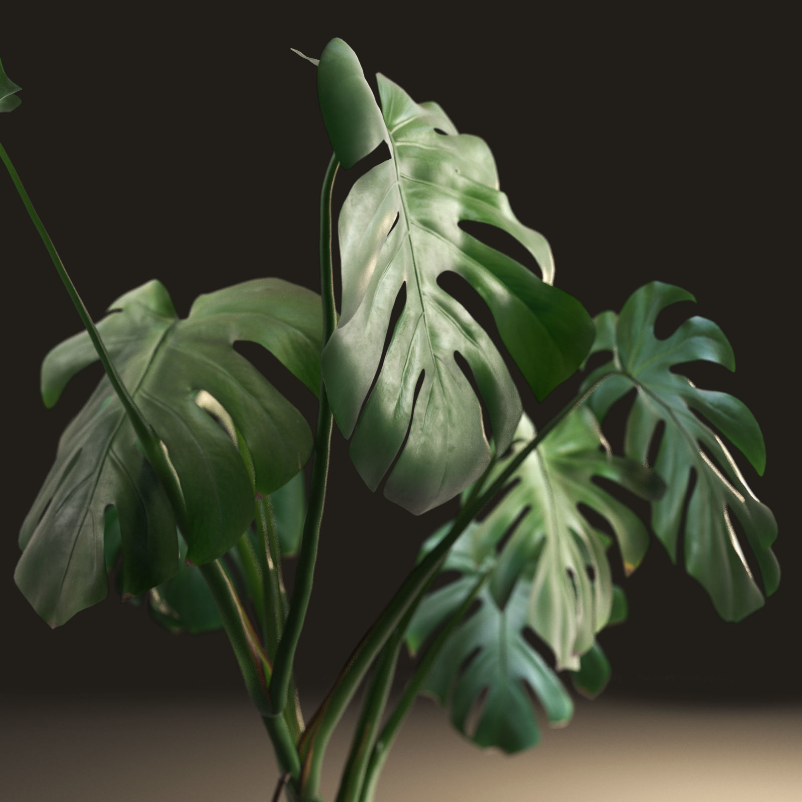 Monstera in Pot1 3D model | CGTrader
