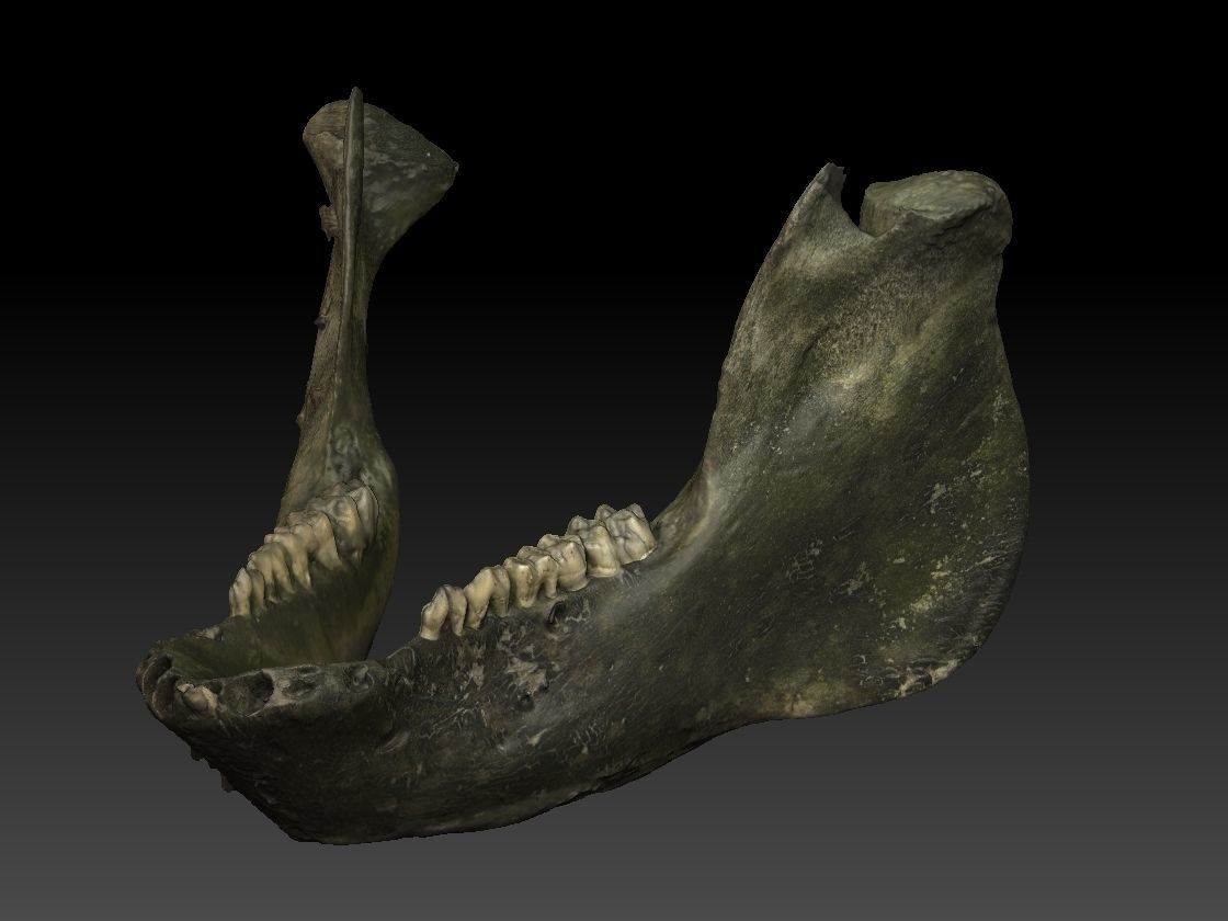 Pig Jaw Bone And Teeth Scan free 3D model | CGTrader