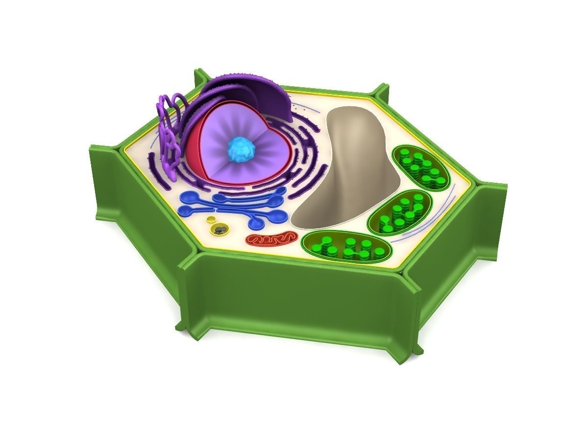 3D Model Biology Plant Cell CGTrader 3D Model Biology Plant Cell CGTrader