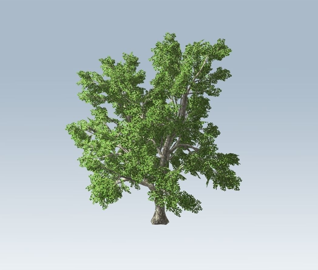 Tree - Maple 3D model | CGTrader