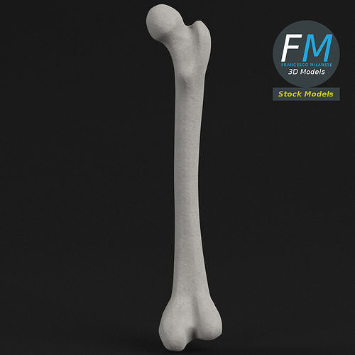 3D model Anatomy - Human Femur 2 VR / AR / low-poly | CGTrader