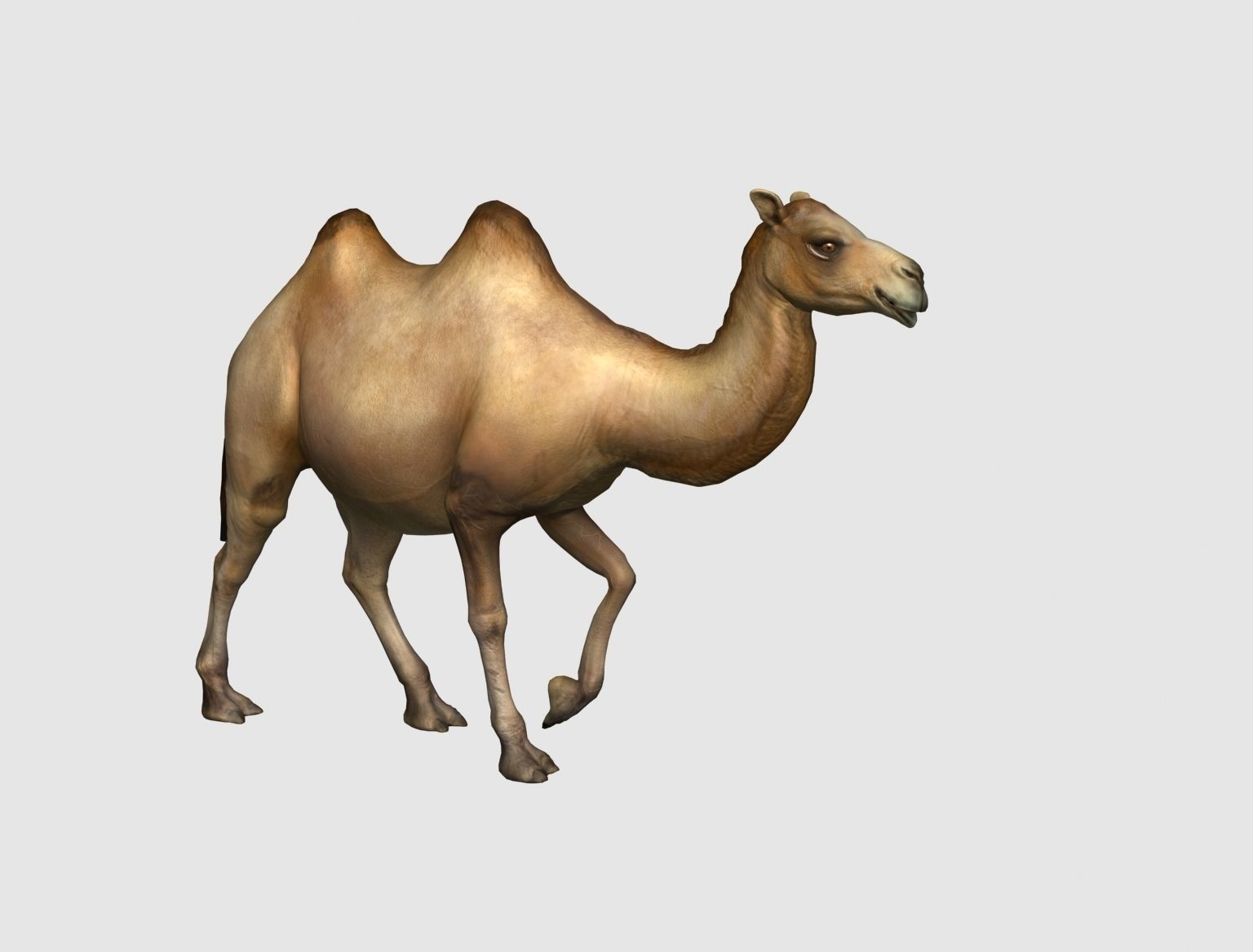 camel animation 3D model animated rigged | CGTrader