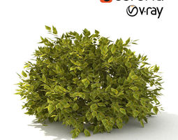 Planetree 3D Models | CGTrader