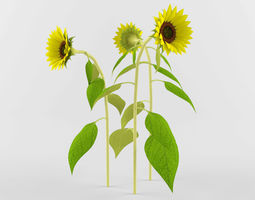Sunflower 3D Models | CGTrader