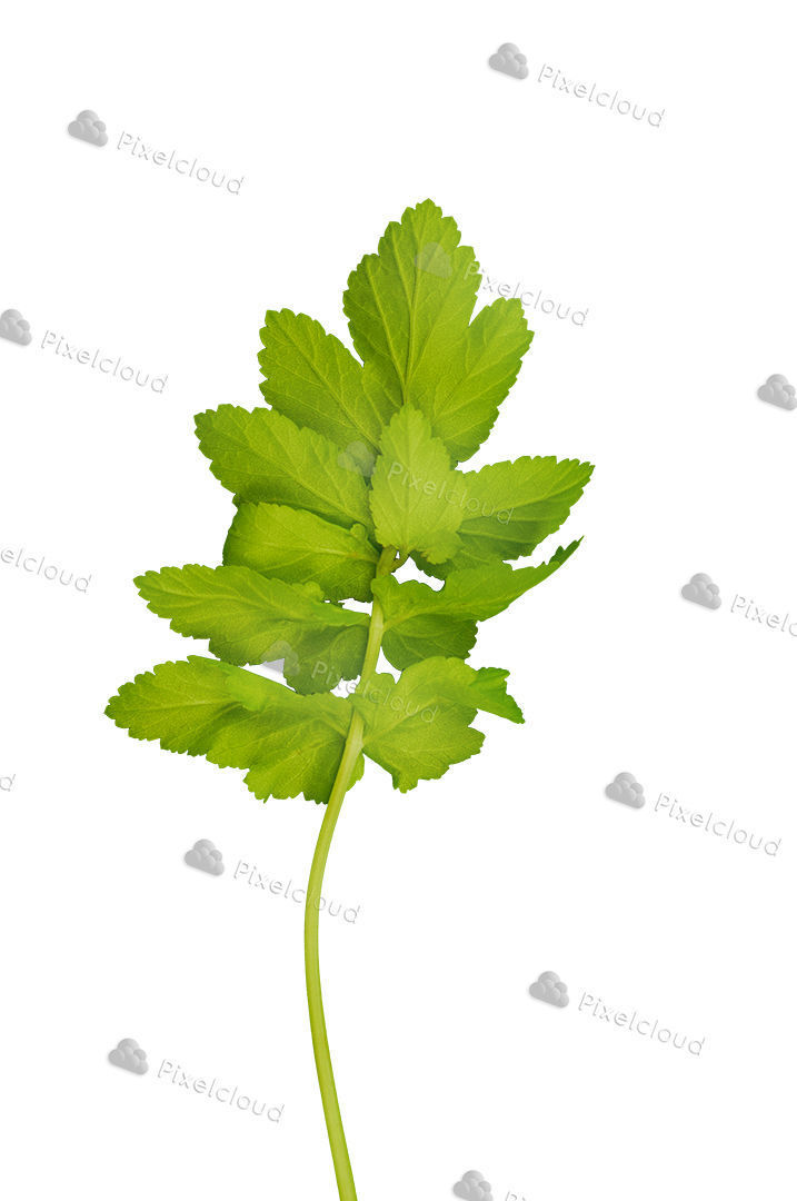 Isolated grass textures Texture | CGTrader