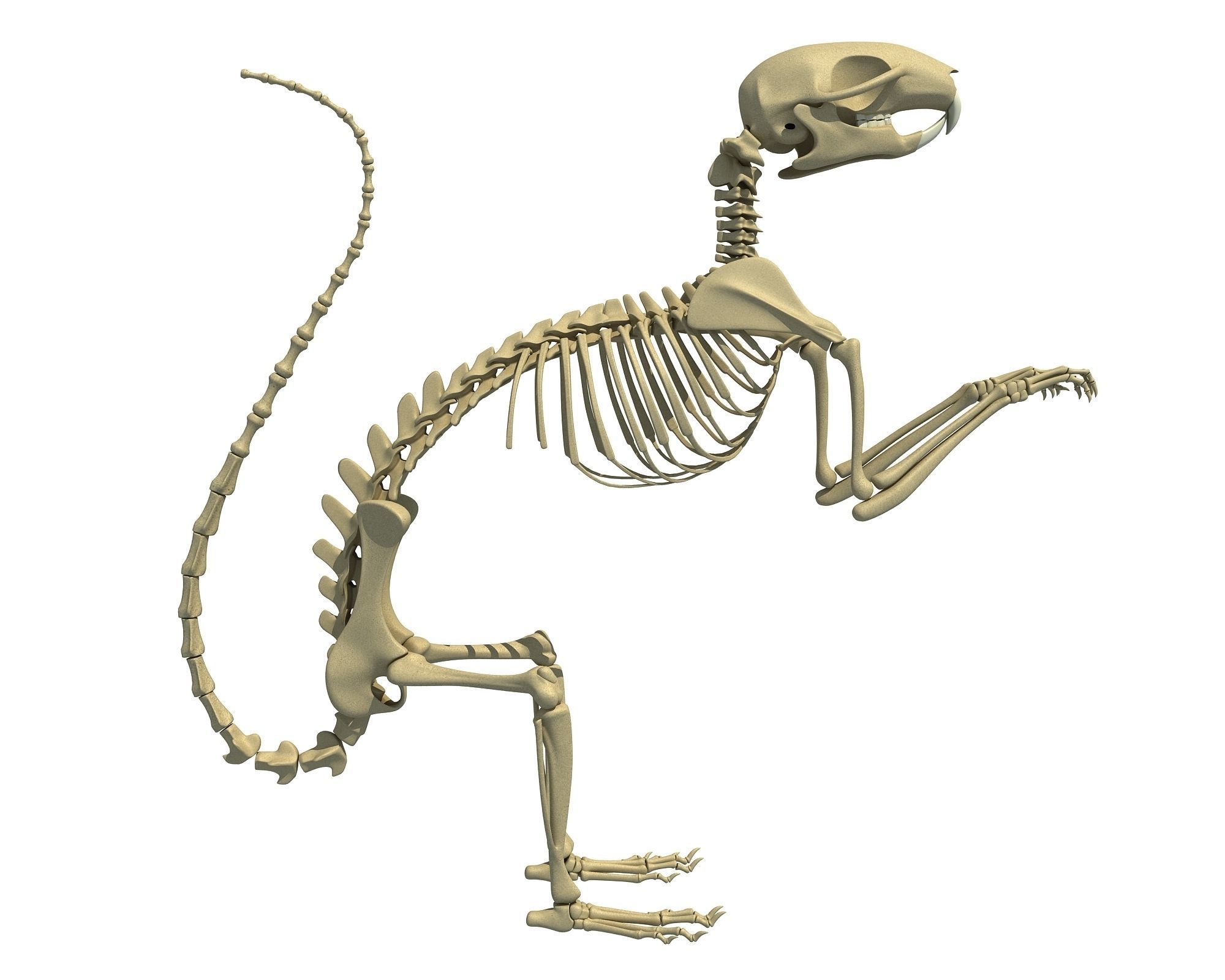 Squirrel Skeleton 3D model | CGTrader