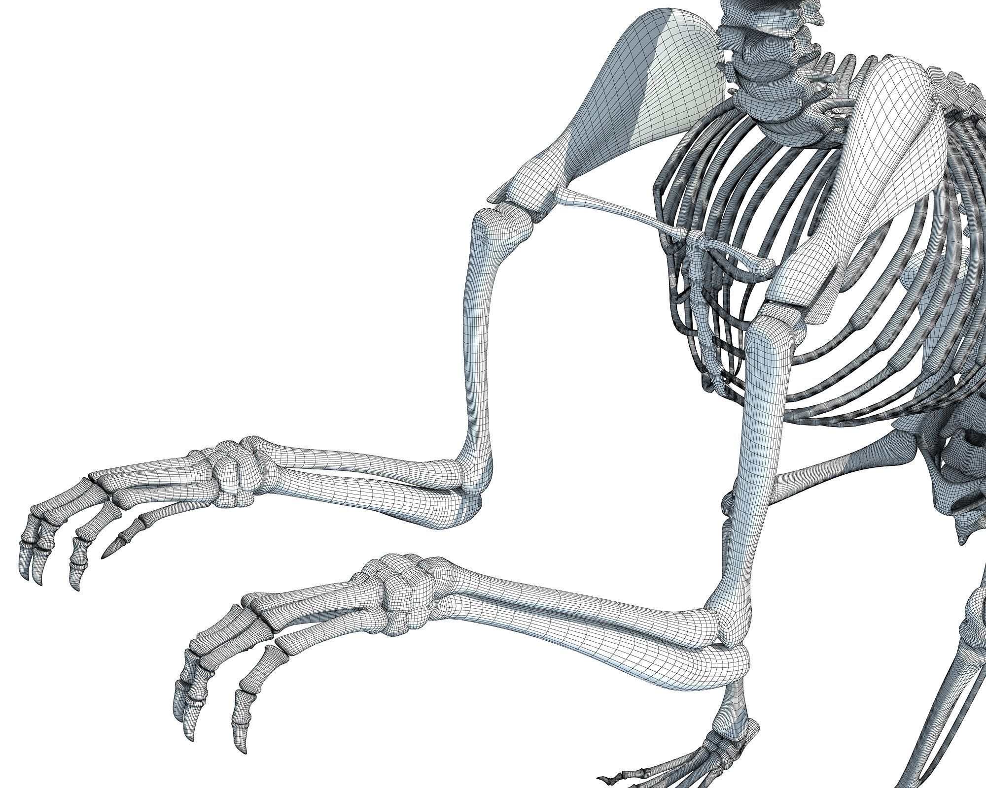 Squirrel Skeleton 3D model | CGTrader