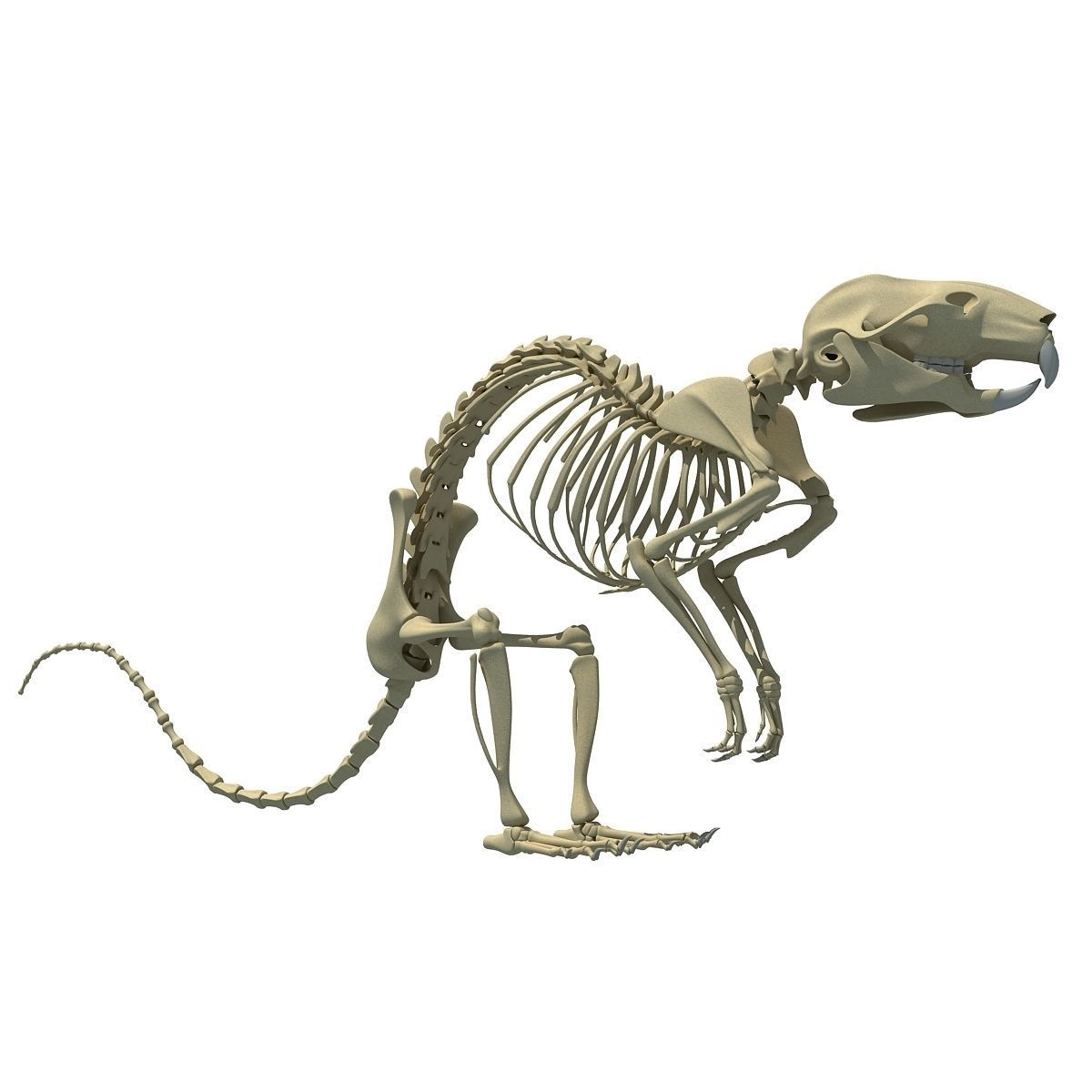 Rat Skeleton 3D model | CGTrader
