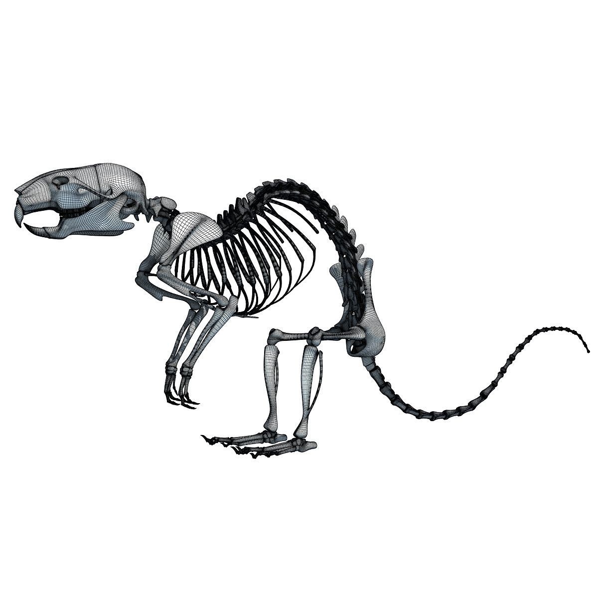 Rat Skeleton 3D model | CGTrader
