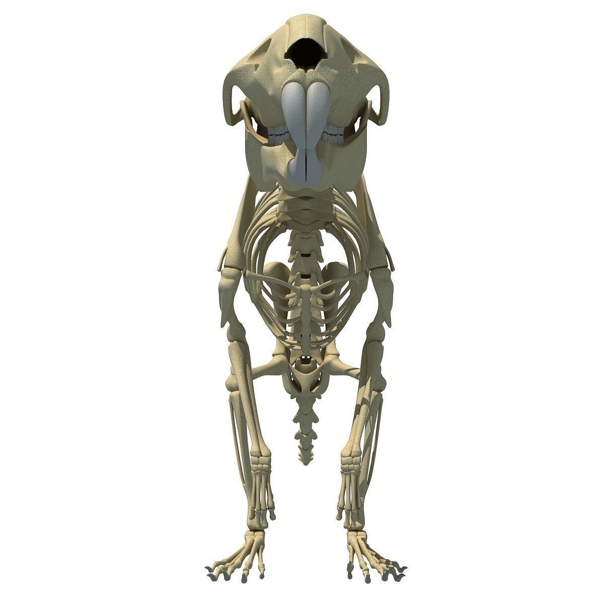 Rat Skeleton 3D model | CGTrader