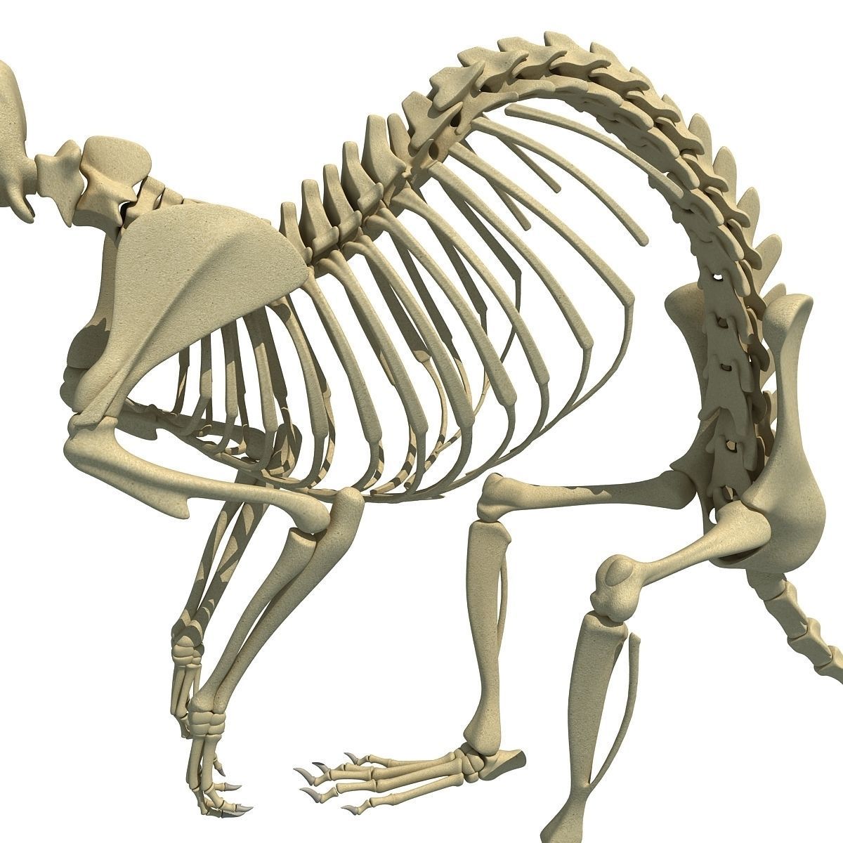 Rat Skeleton 3D model | CGTrader