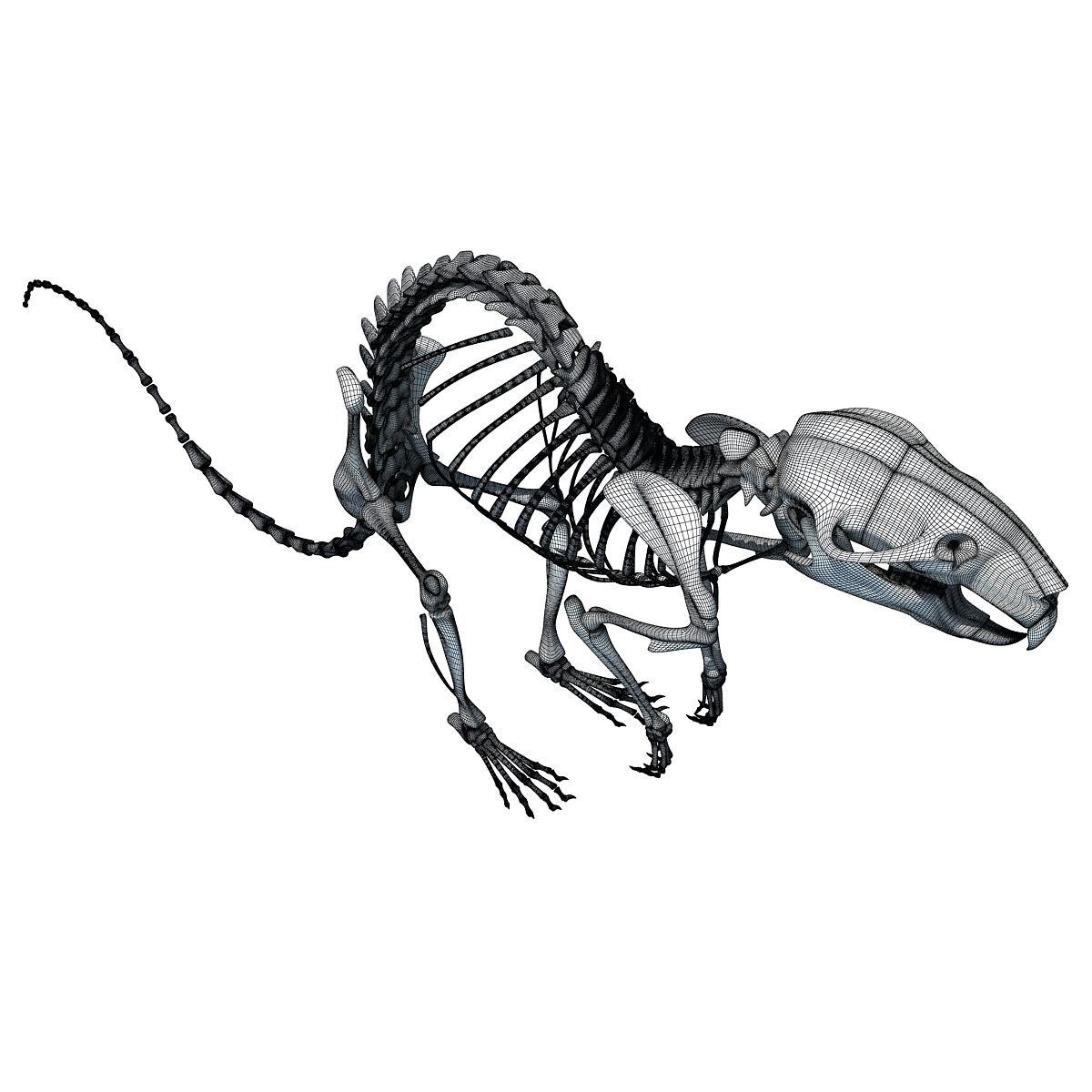 Rat Skeleton 3D model | CGTrader