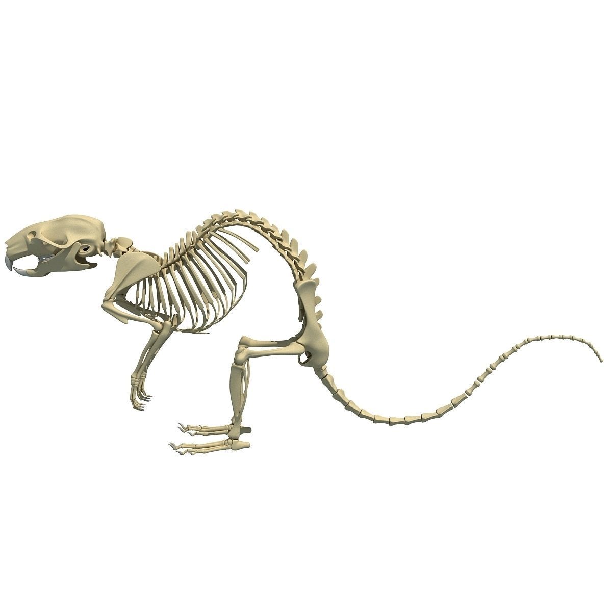 Rat Skeleton 3D model | CGTrader