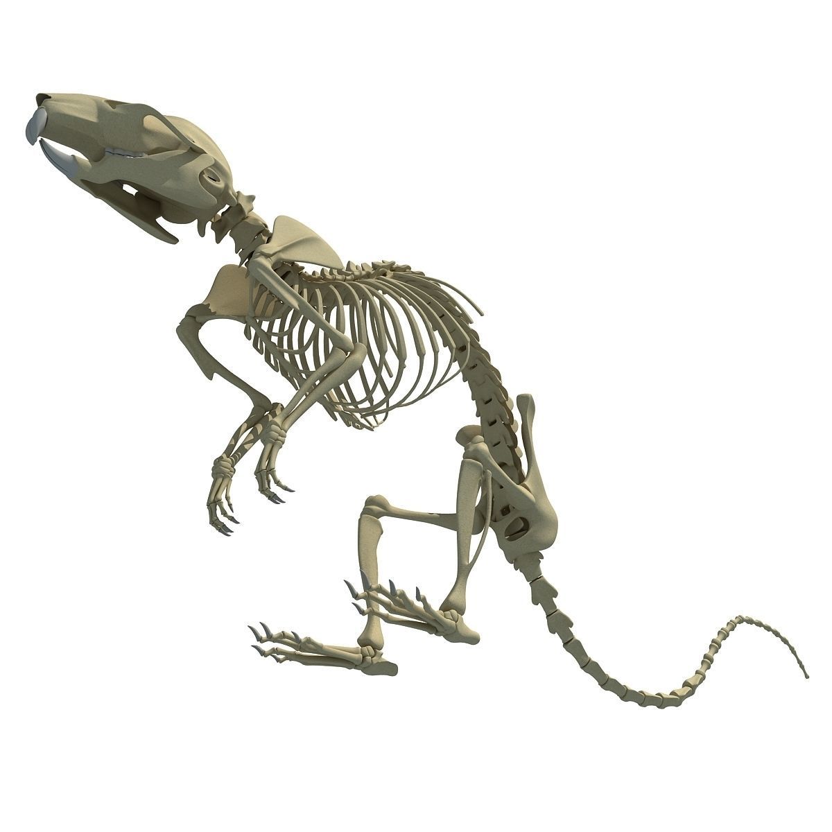 Rat Skeleton 3D model | CGTrader
