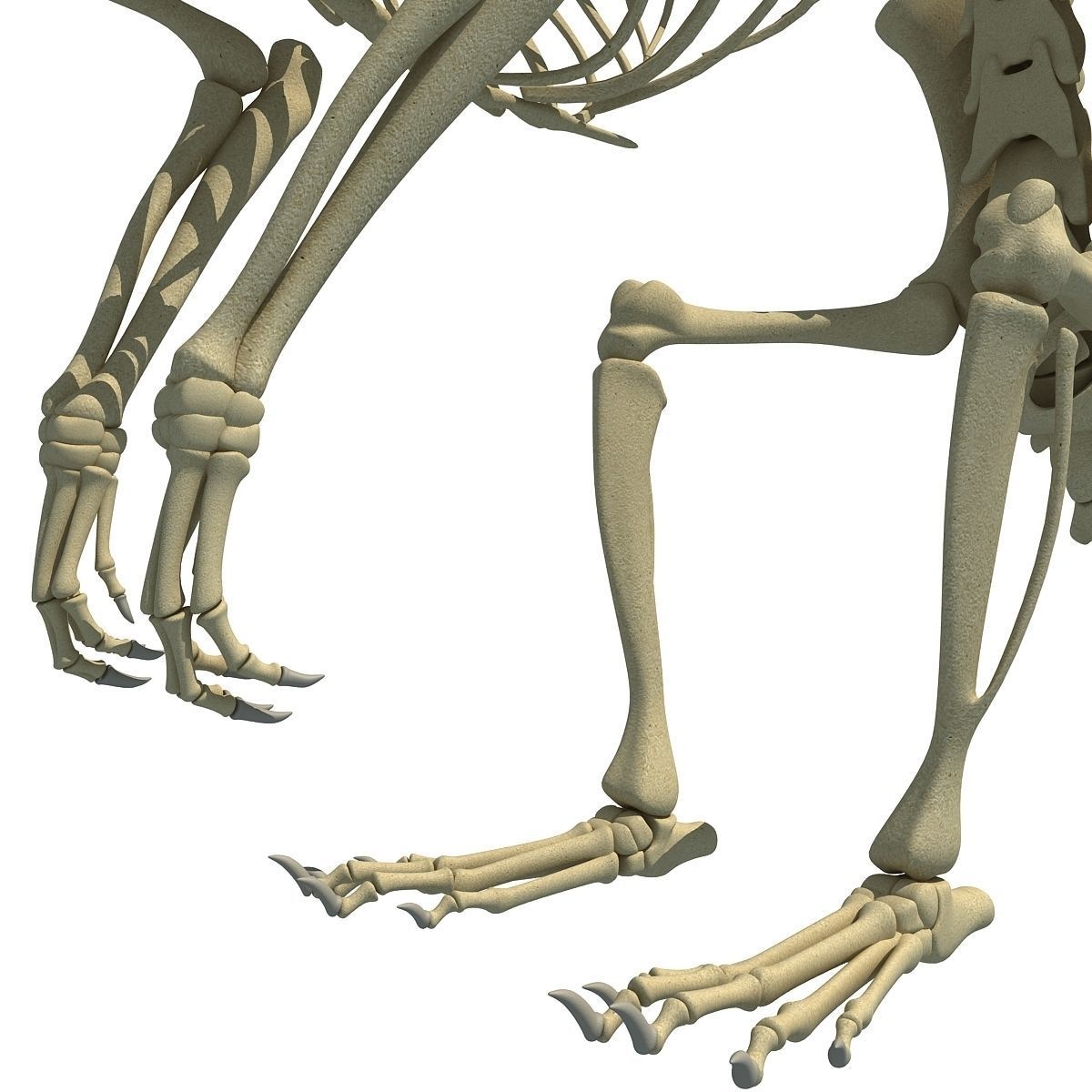 Rat Skeleton 3D model | CGTrader