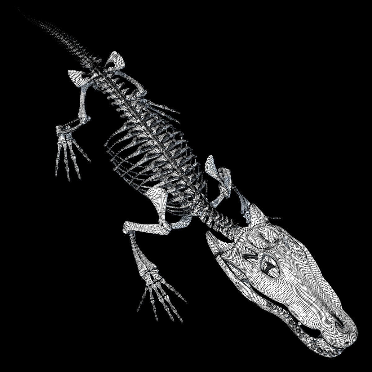 Crocodile Anatomical Skeleton 3D model | CGTrader