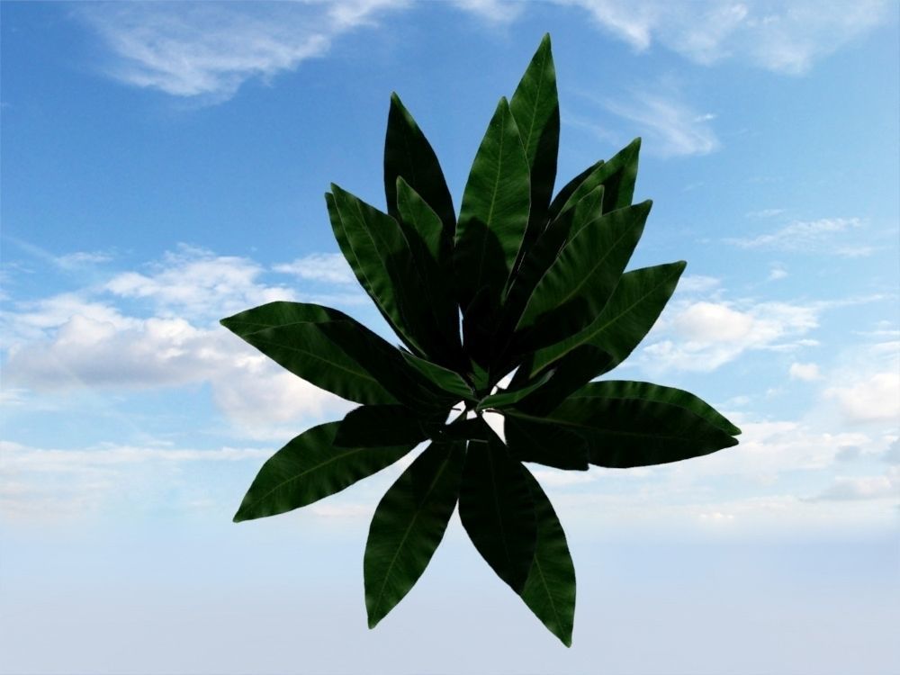 3D model bush-plant VR / AR / low-poly | CGTrader