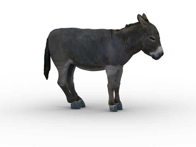 Donkey 3D model | CGTrader