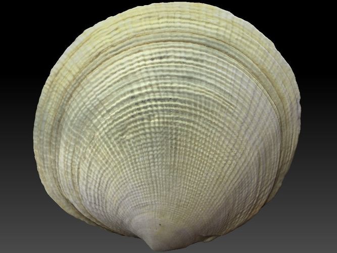 Big Sea Shell Scan 3D model | CGTrader