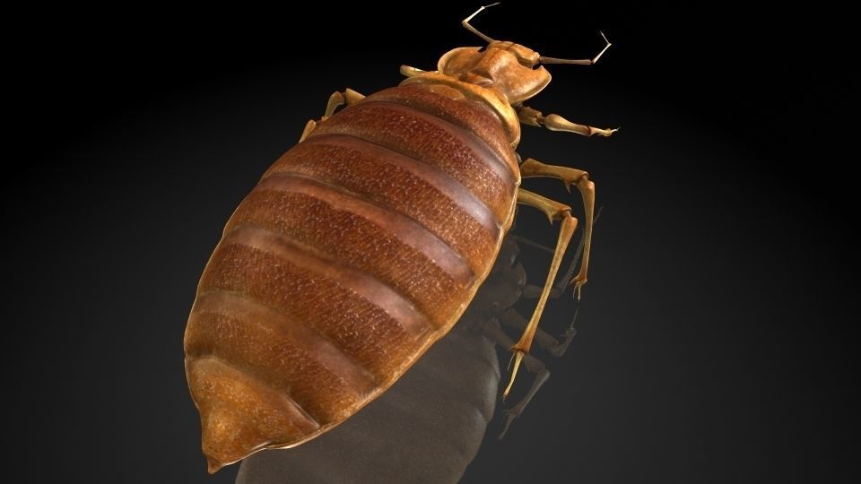 3D model Insect Collection 6 bedbug VR / AR / low-poly | CGTrader