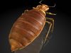 3D model Insect Collection 6 bedbug VR / AR / low-poly | CGTrader
