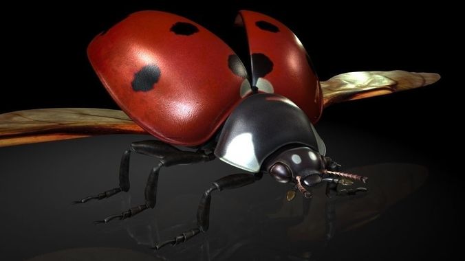 3D model Insect Collection13 ladybug VR / AR / low-poly | CGTrader