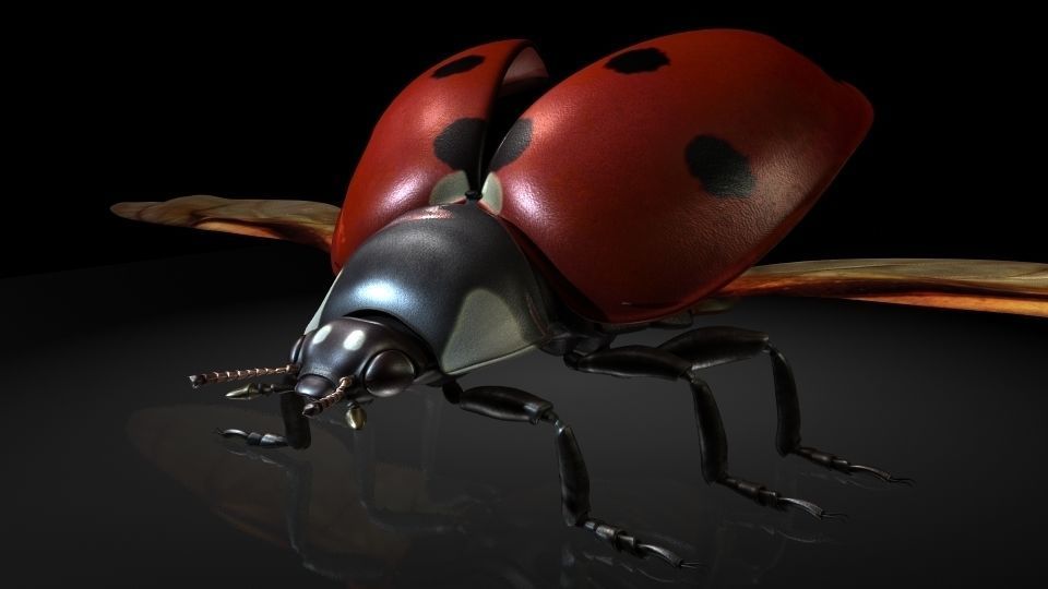 3D model Insect Collection13 ladybug VR / AR / low-poly | CGTrader