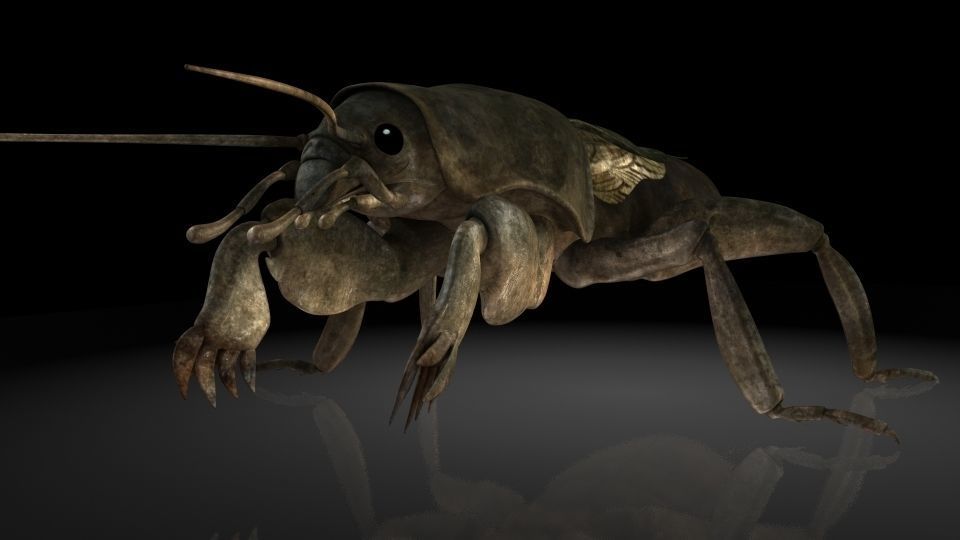 3D model Insect Collection 15 mole cricket VR / AR / low-poly | CGTrader