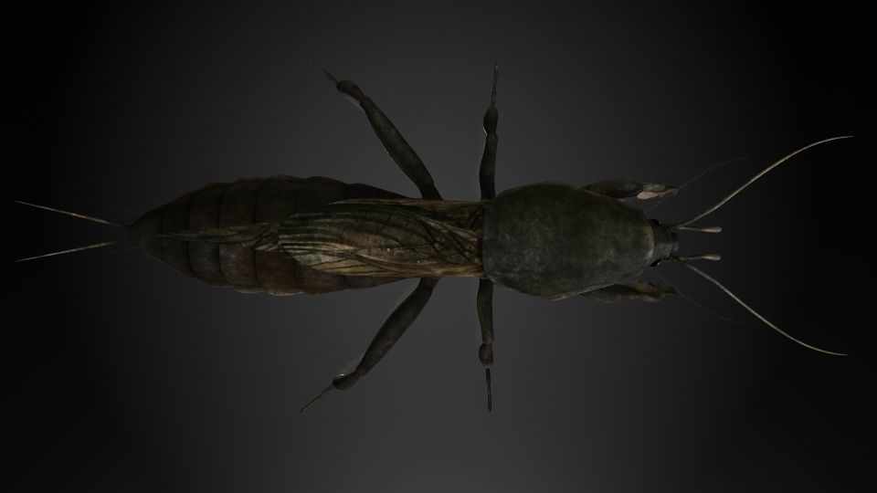 3D model Insect Collection 15 mole cricket VR / AR / low-poly | CGTrader
