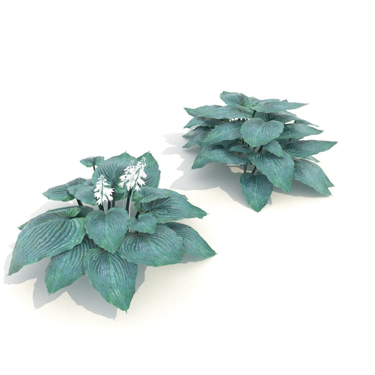 Hosta Blue Angel 3D model | CGTrader