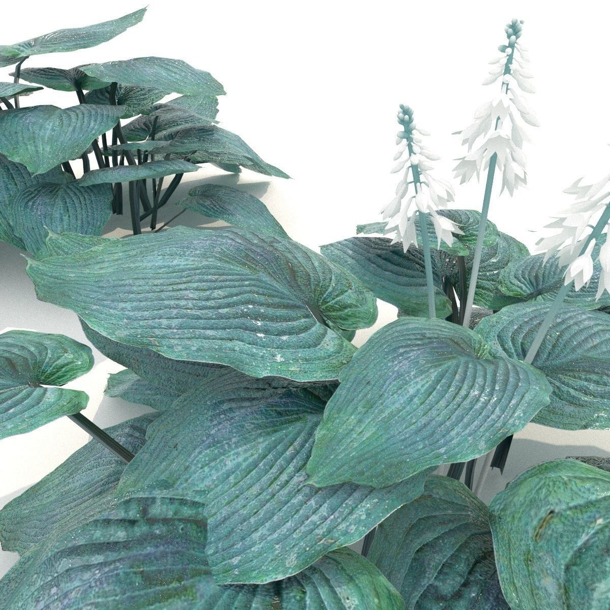 Hosta Blue Angel 3D model | CGTrader