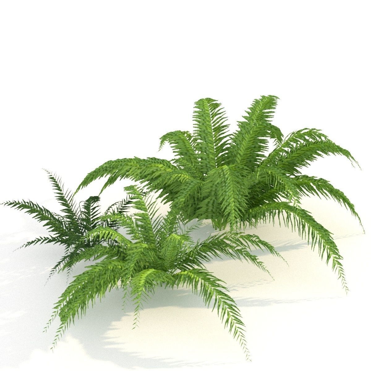 Simple Fern 3D model rigged | CGTrader