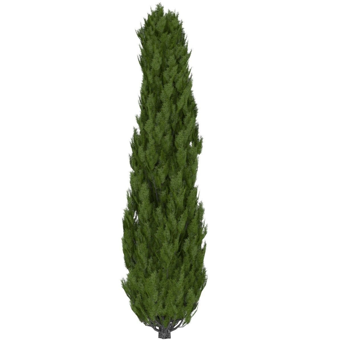 3D model Cypress tree VR / AR / low-poly | CGTrader