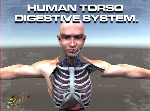 3D model Human Torso Digestive System VR / AR / low-poly rigged ...