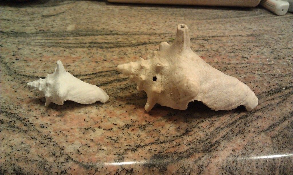 3D Scan of a Shell free 3D model 3D printable | CGTrader