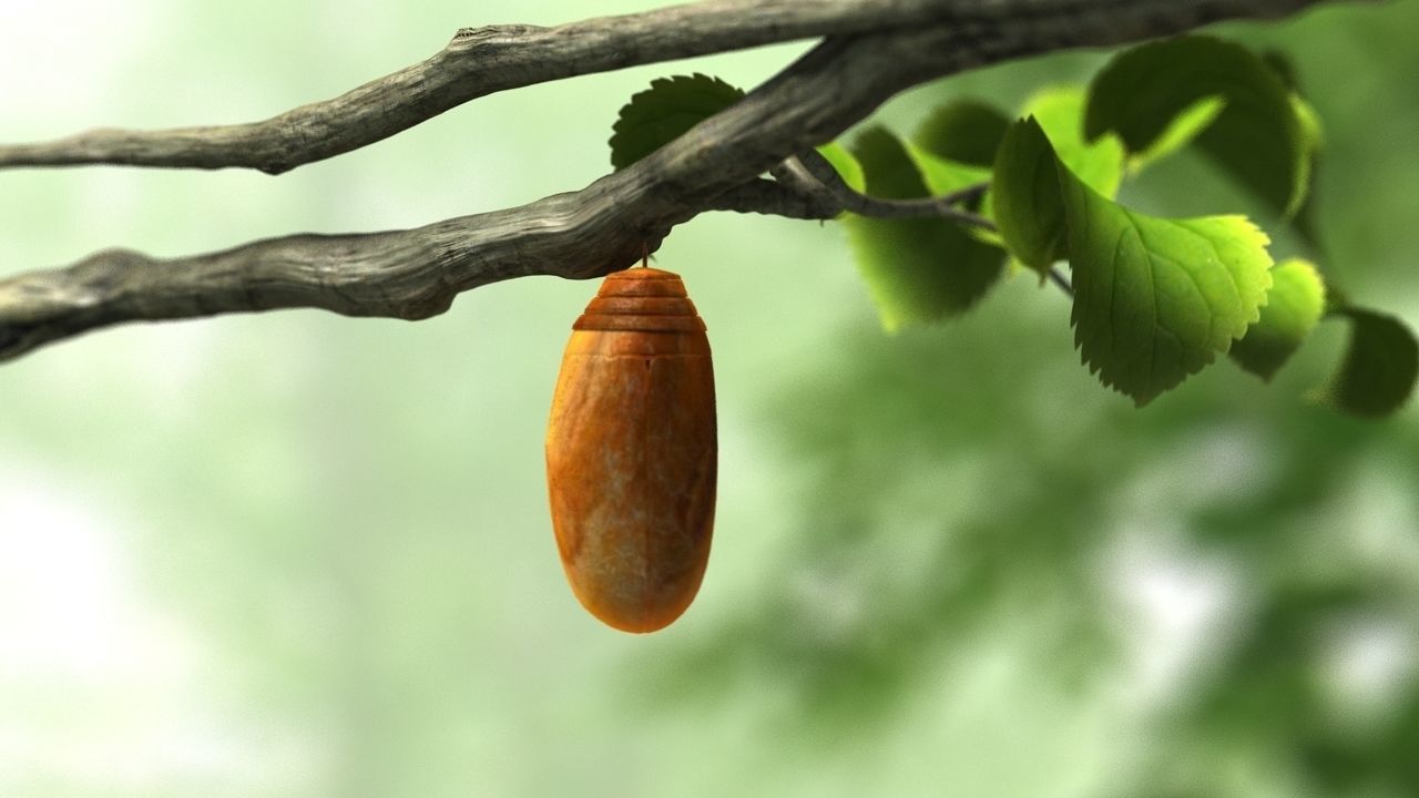 butterfly broken chrysalis 3D model animated rigged | CGTrader
