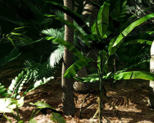 3D model Tropical Models VR / AR / low-poly | CGTrader