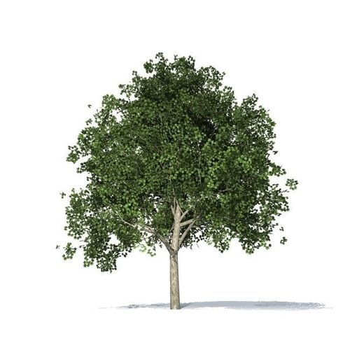 maple tree 3D model | CGTrader