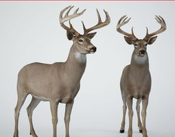 Deer 3D Models | Download 3D Deer files | CGTrader.com
