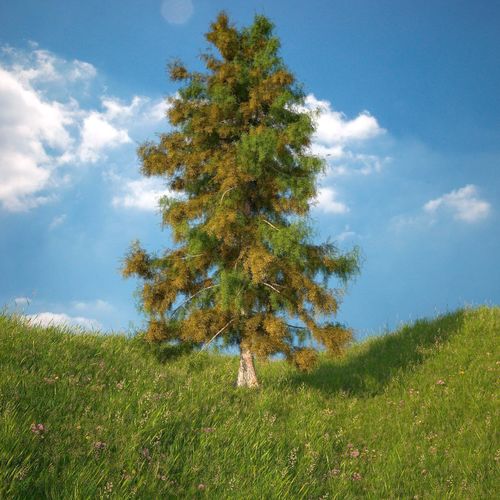 Cedar Tree No 1 3D model | CGTrader